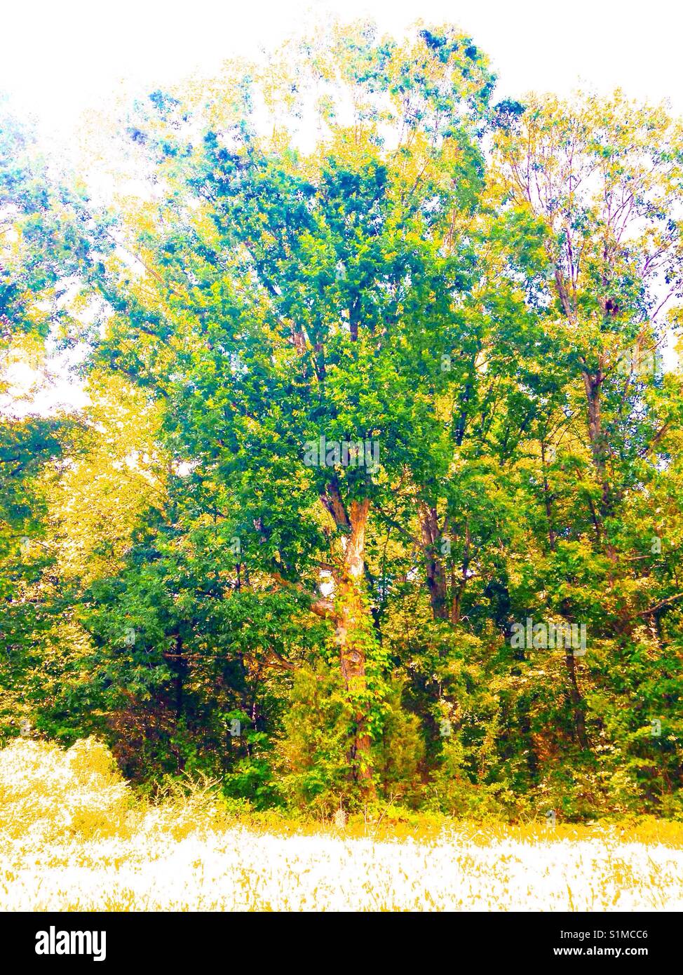Tall tree sunlight hi-res stock photography and images - Alamy