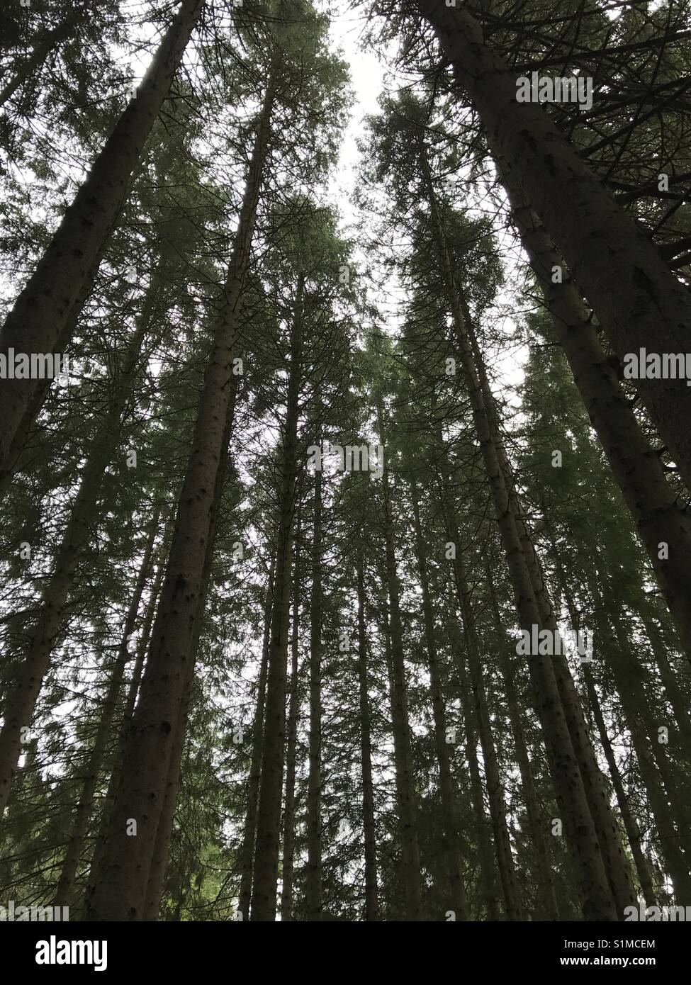 Tall canopy trees hi-res stock photography and images - Alamy