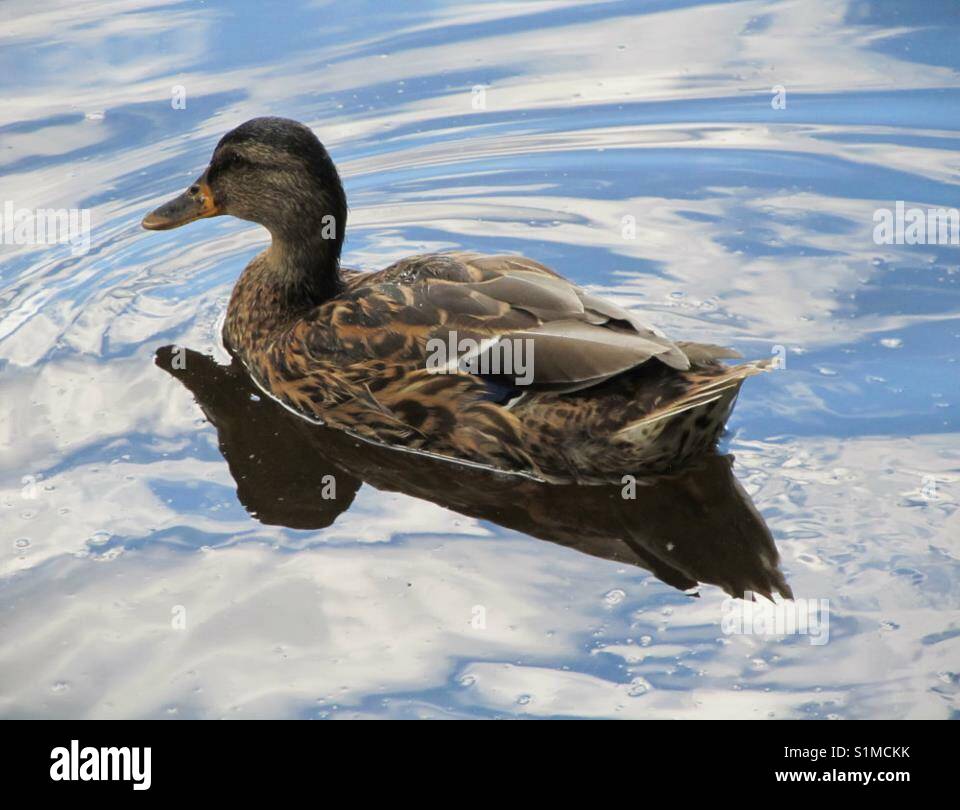 Duck swimming with intense reflection on water Stock Photo - Alamy