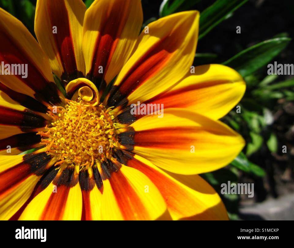 Beautiful yellow and orange flower in Munsinger Clemens Gardens in St ...
