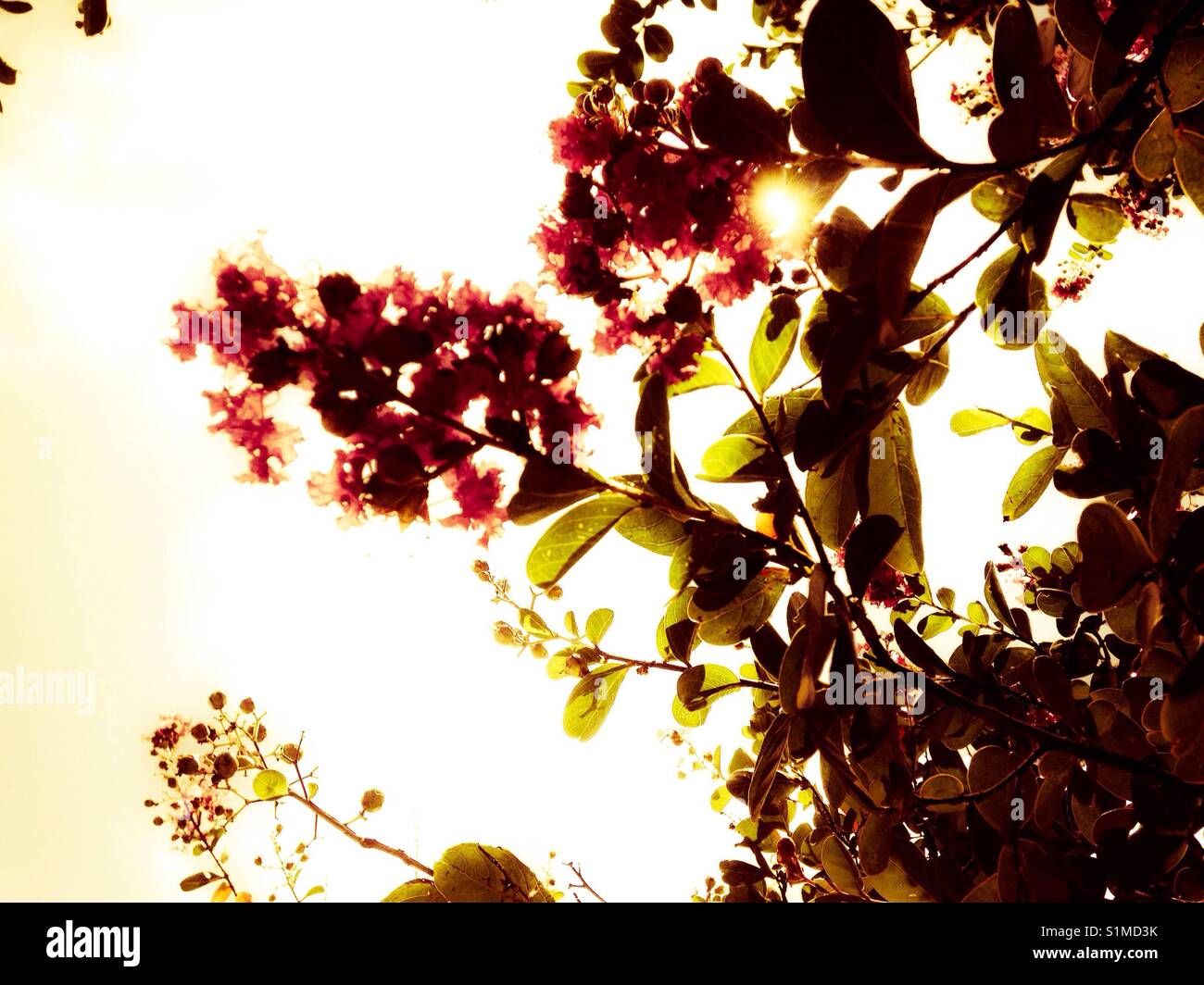 Golden sunbeam hi-res stock photography and images - Alamy