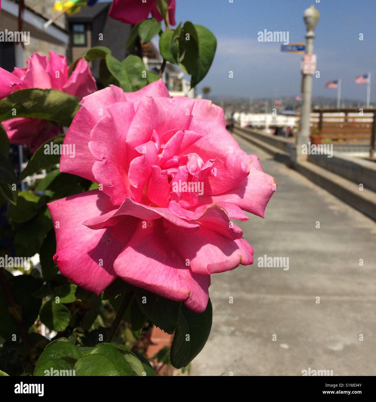 A flower on Balboa Island, Newport Beach, California Stock Photo - Alamy