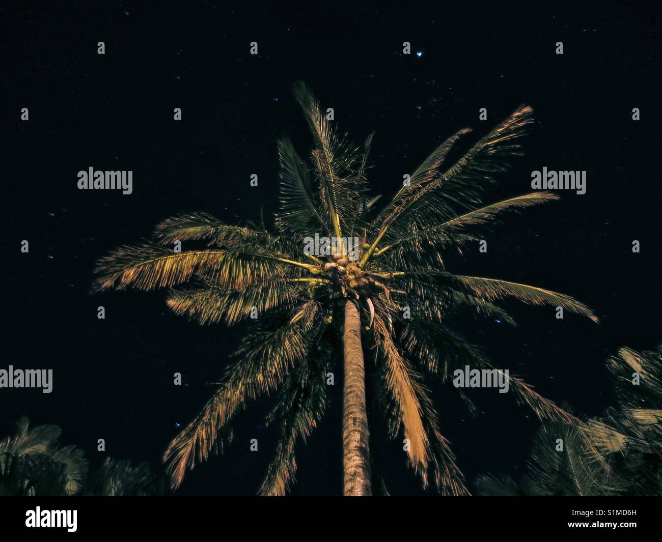 Palm tree at night in the Bahamas with the stars Stock Photo - Alamy