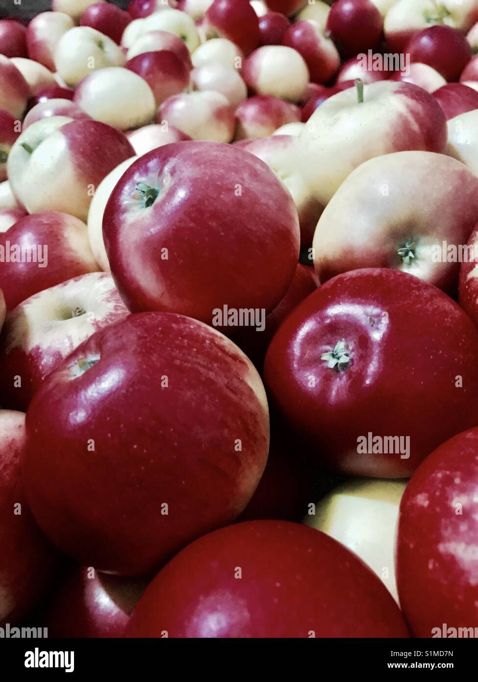 Apples discovery hi-res stock photography and images - Alamy