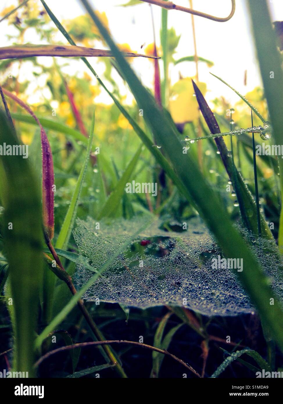 Dewy spider web in blades of grass in North Carolina field Stock Photo ...