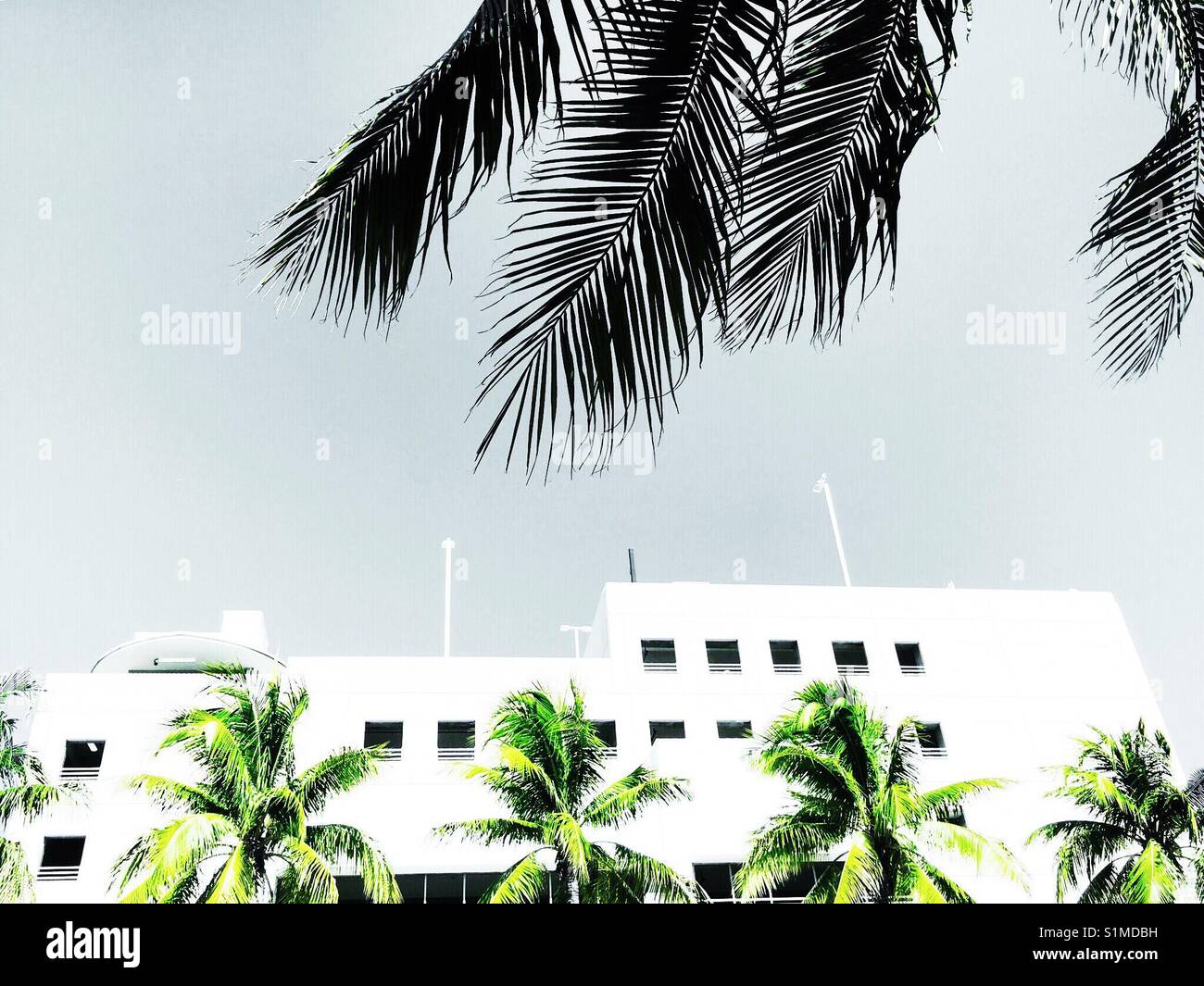 Miami palms hi-res stock photography and images - Alamy