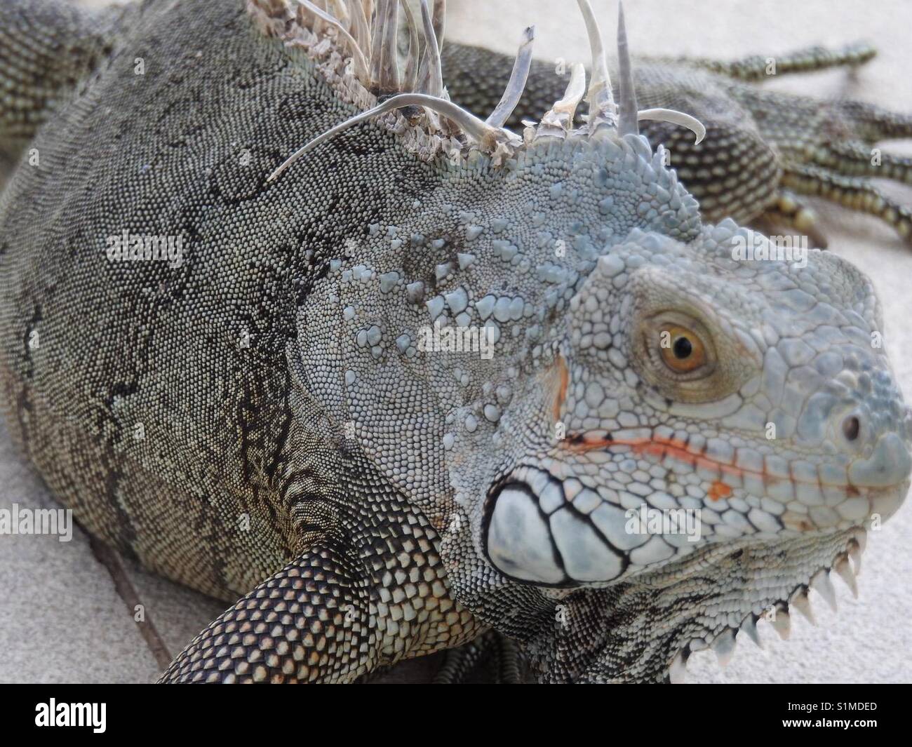 Iguana texture hi-res stock photography and images - Alamy