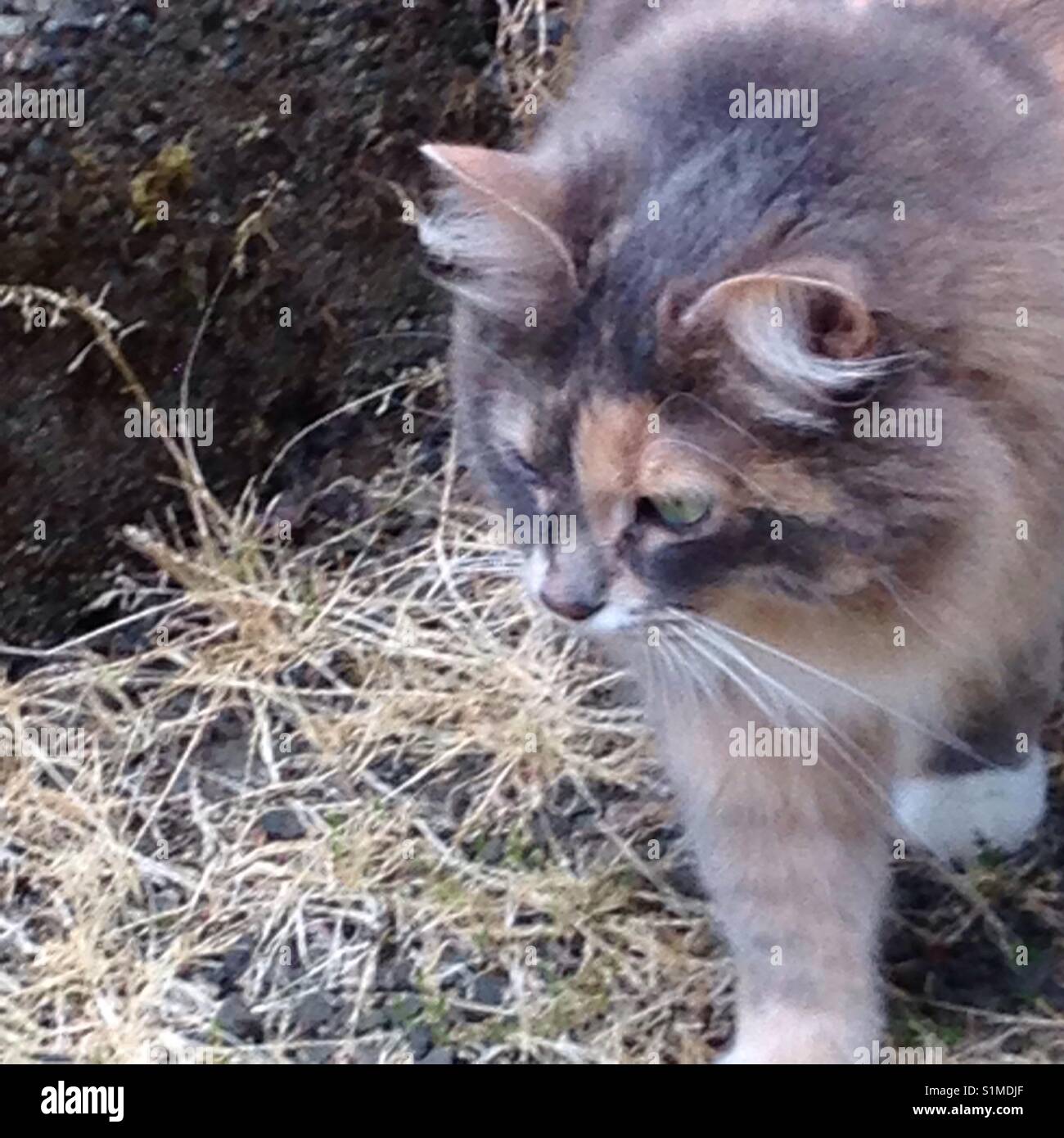 Cat stalking bird hi-res stock photography and images - Alamy