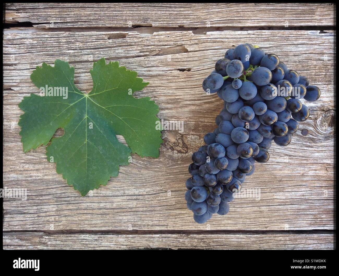 Syrah grapes at harvest (with leaf sample), Catalonia, Spain Stock ...