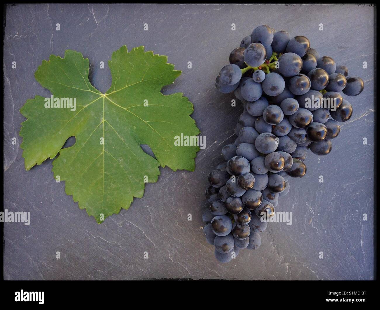 Syrah grapes at harvest (with leaf sample), Catalonia, Spain Stock ...