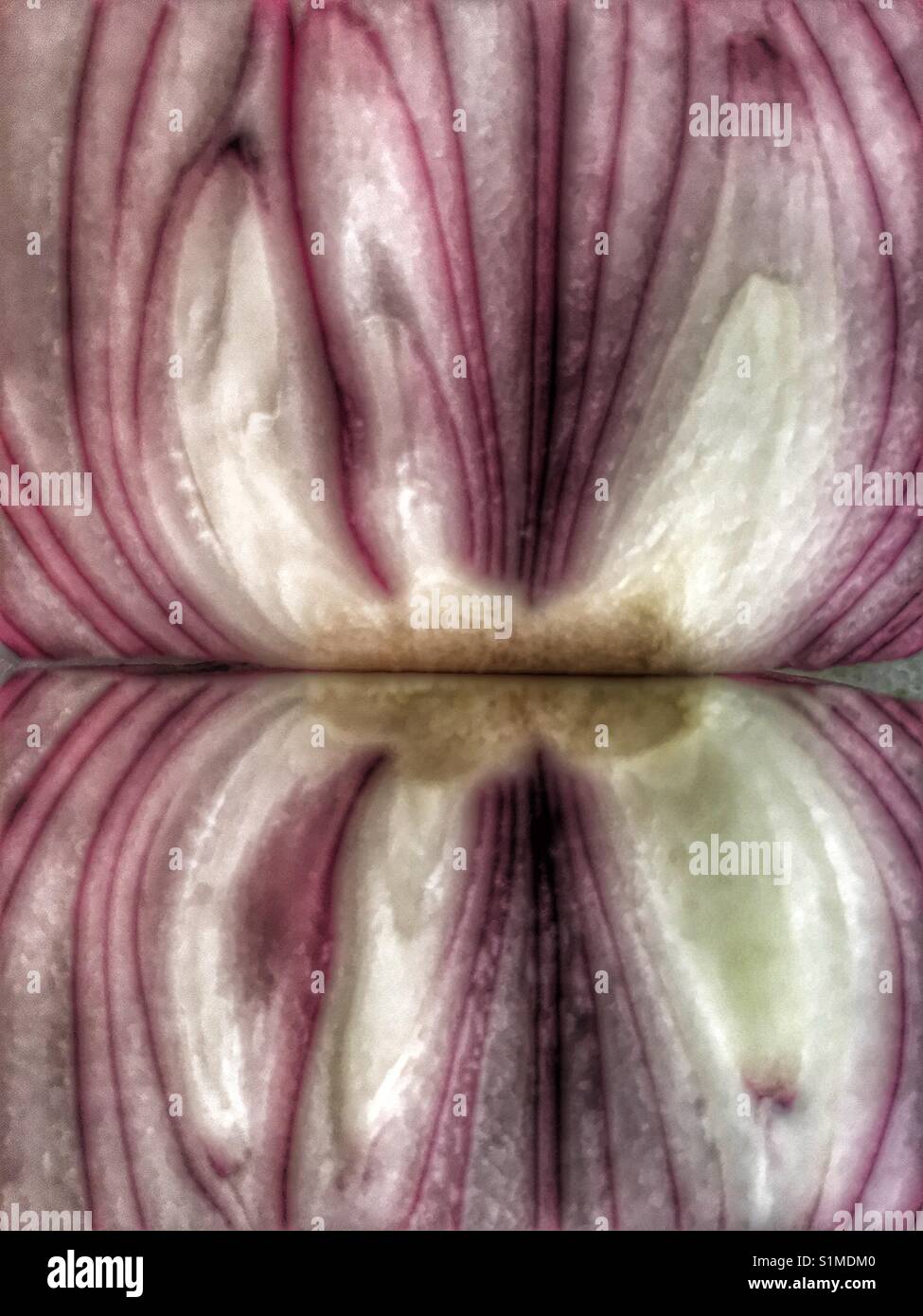 Red onion, cut in half vertically Stock Photo - Alamy