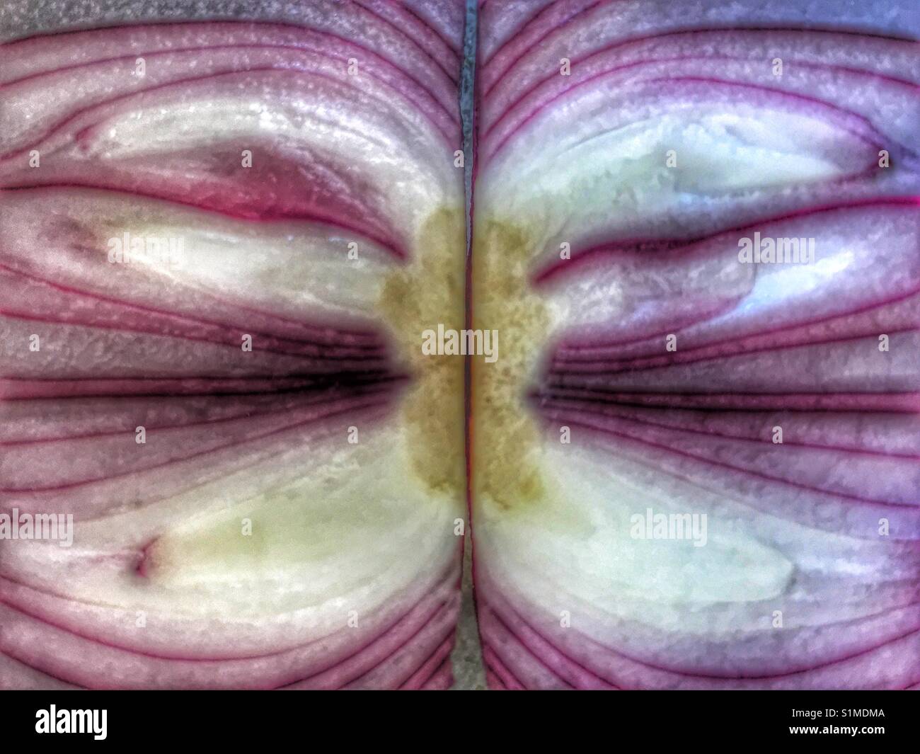 Red onion halves hi-res stock photography and images - Alamy