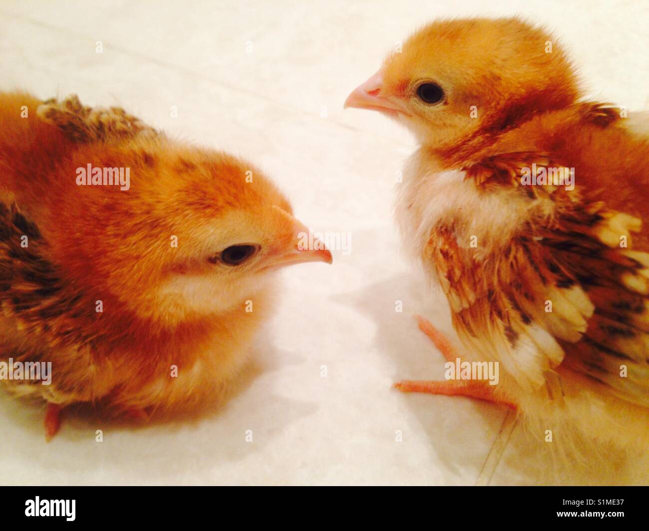 Baby chickens hi-res stock photography and images - Alamy