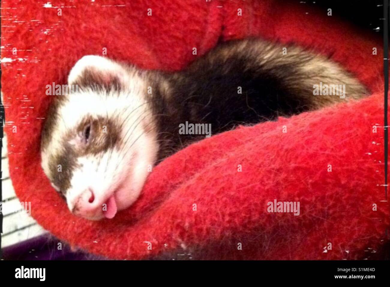 Sleeping Ferret Stock Photo: 310851421 - Alamy