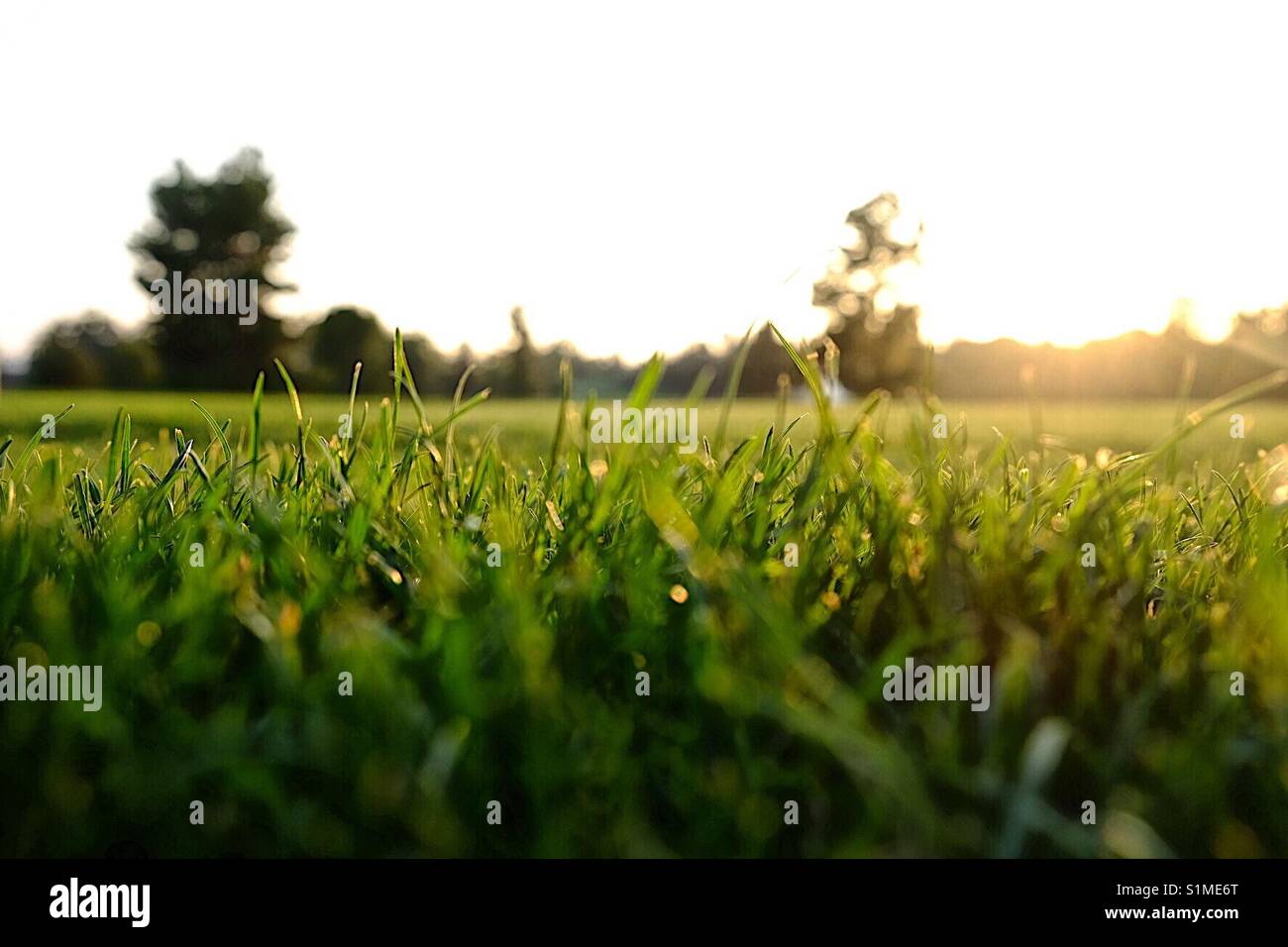 Laying down on the green grass Stock Photo - Alamy
