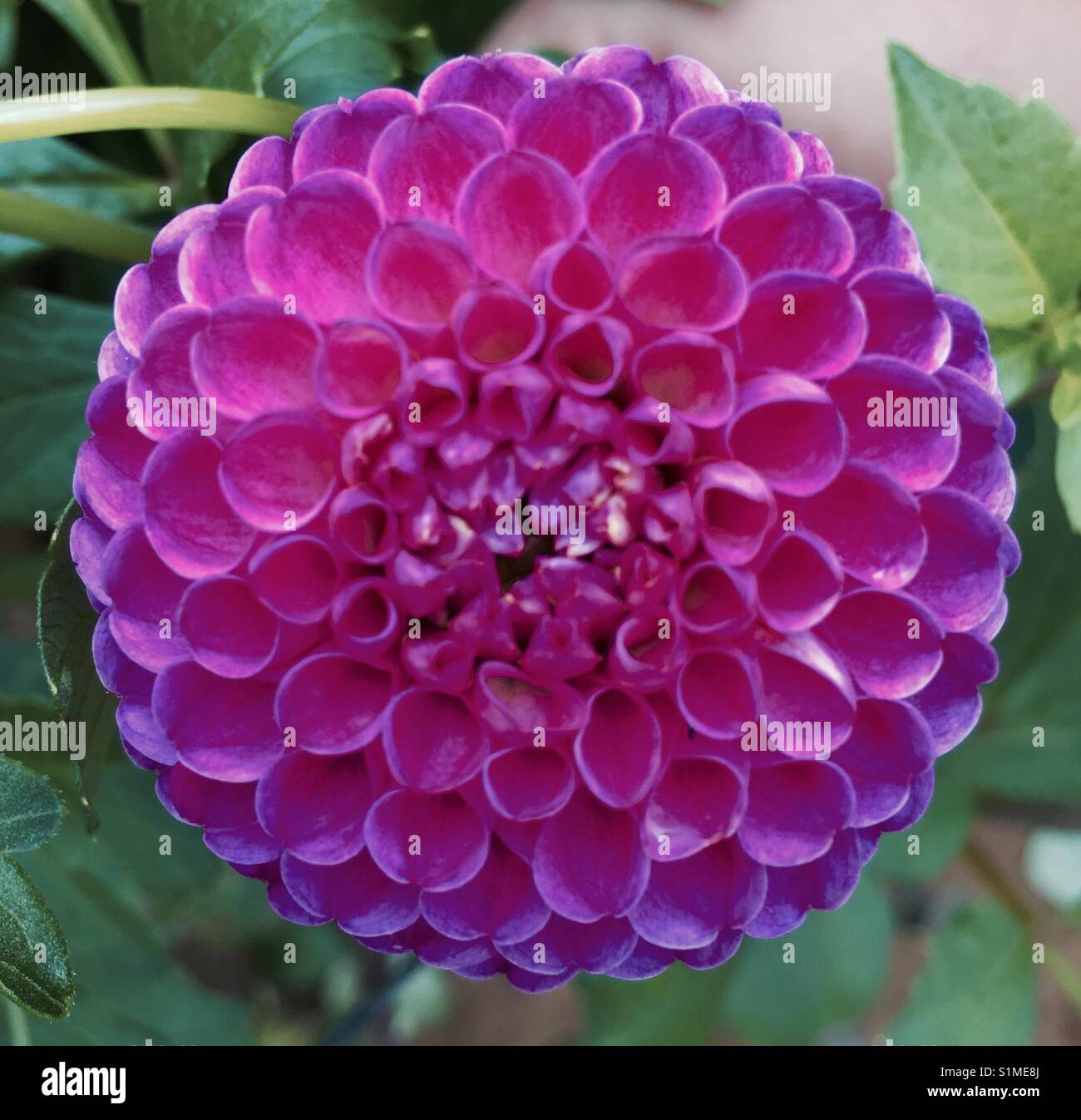 Pretty purple flower Stock Photo - Alamy