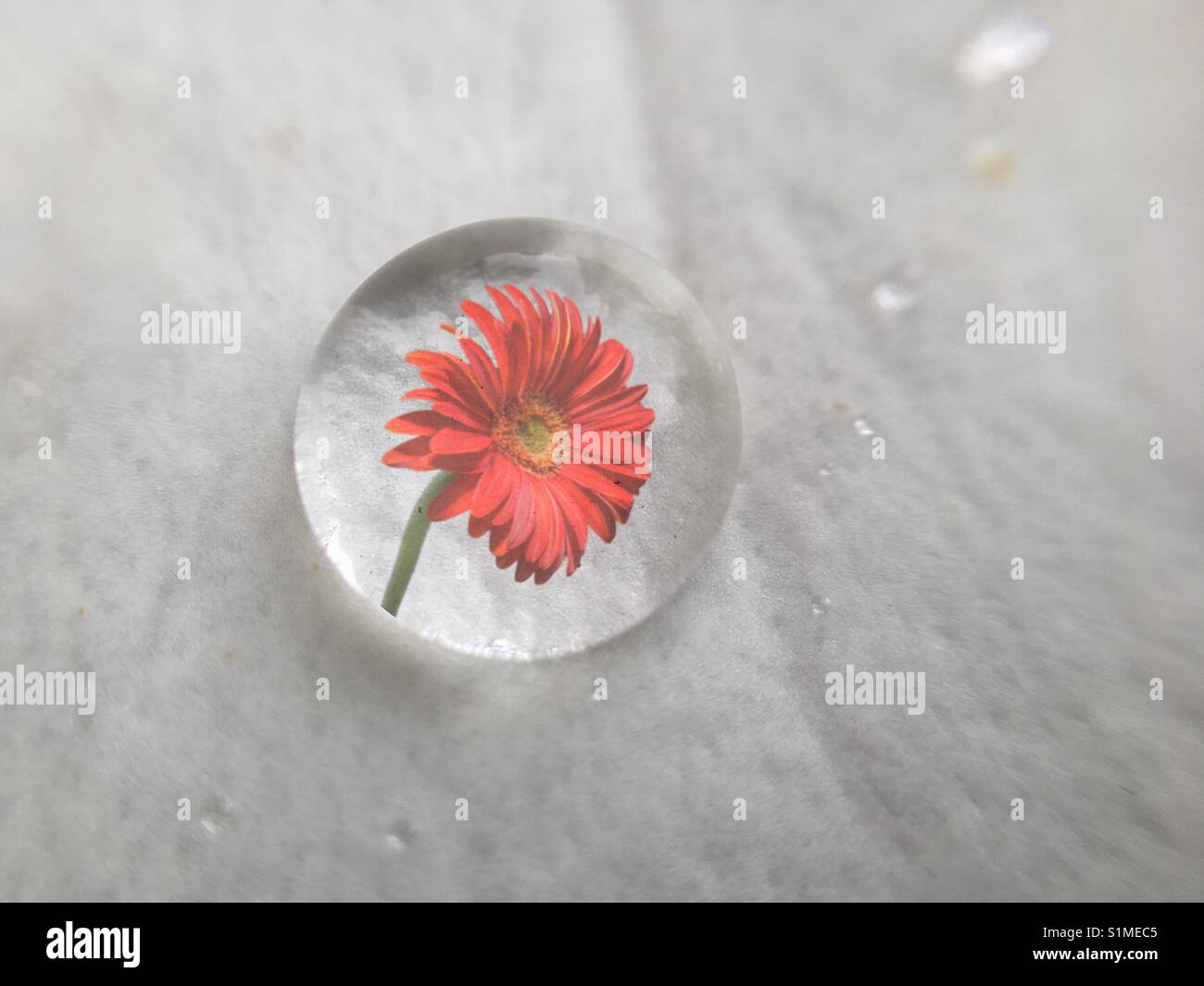 Reflection flower hi-res stock photography and images - Alamy