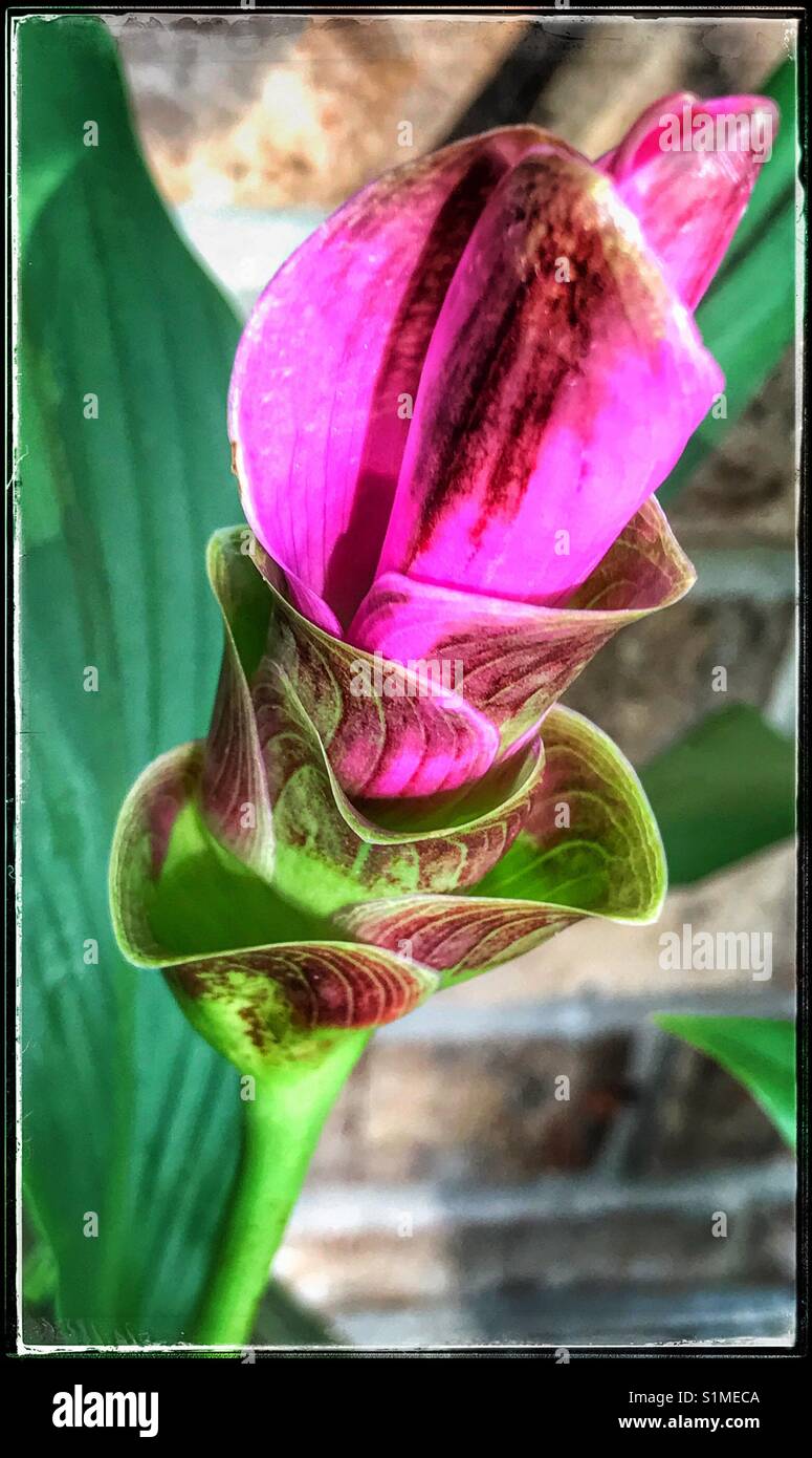Curcuma hybrid plant getting ready to bloom Stock Photo - Alamy