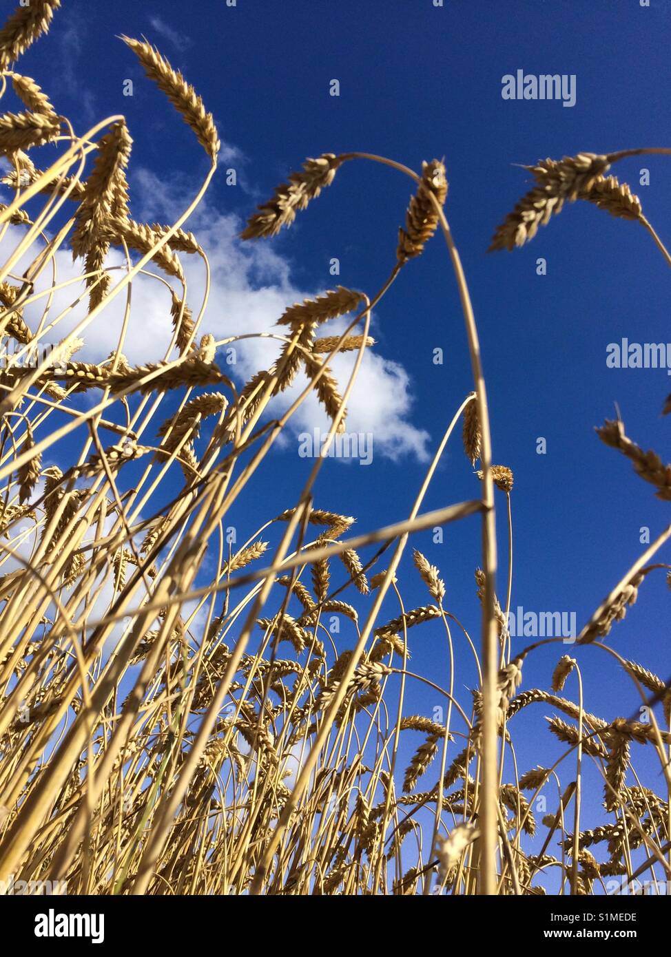Strands of clouds hi-res stock photography and images - Alamy