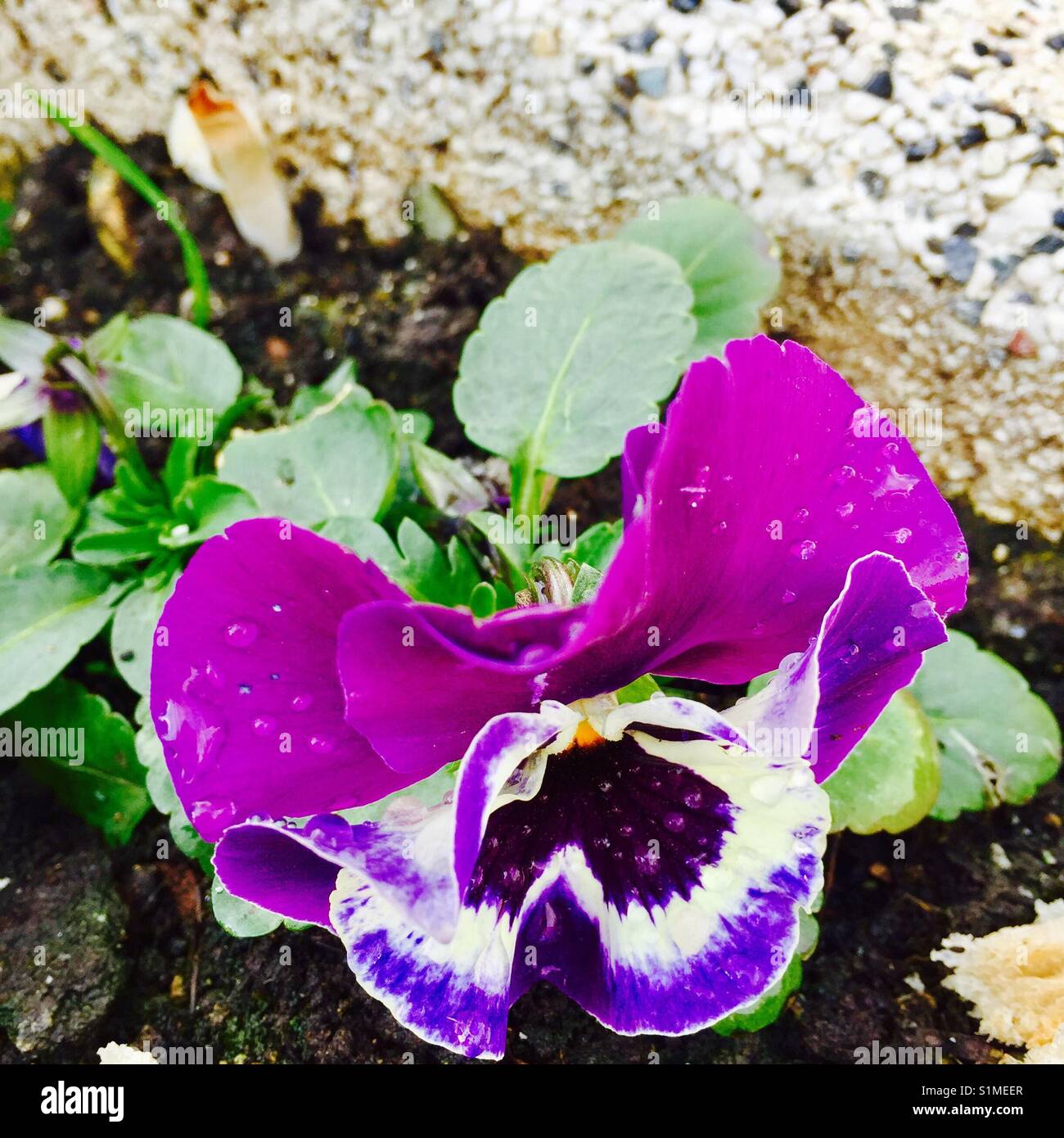 Look like flowers hi-res stock photography and images - Alamy