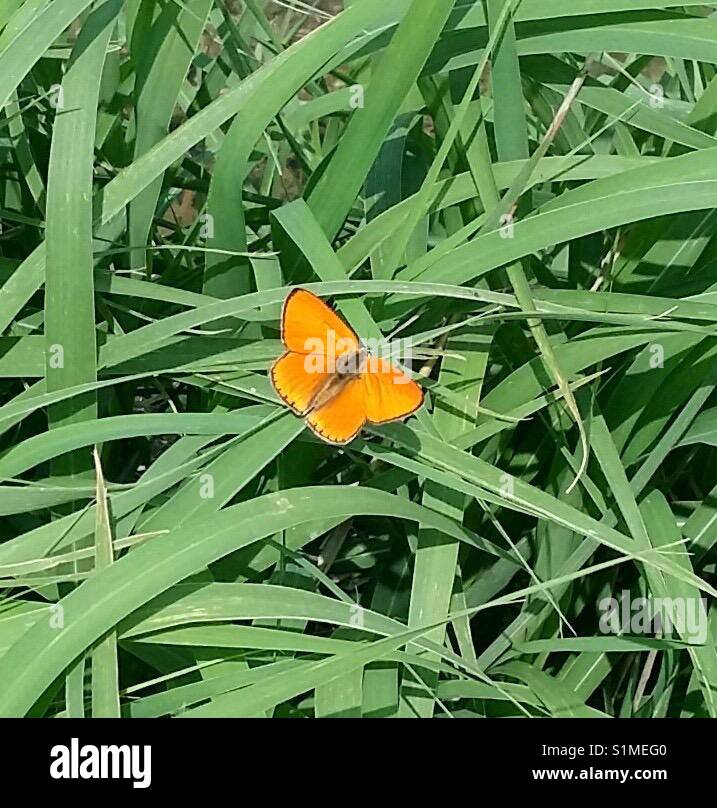 Rambled hi-res stock photography and images - Alamy