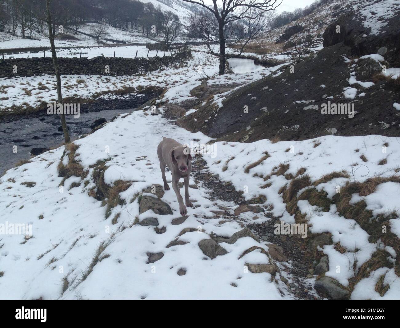Grey ghost hi-res stock photography and images - Alamy