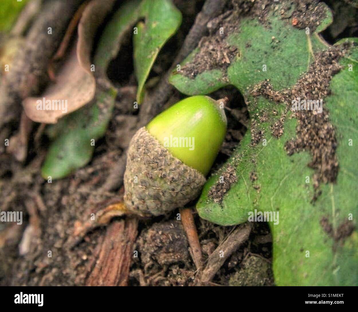 Acorn on the ground Stock Photo - Alamy
