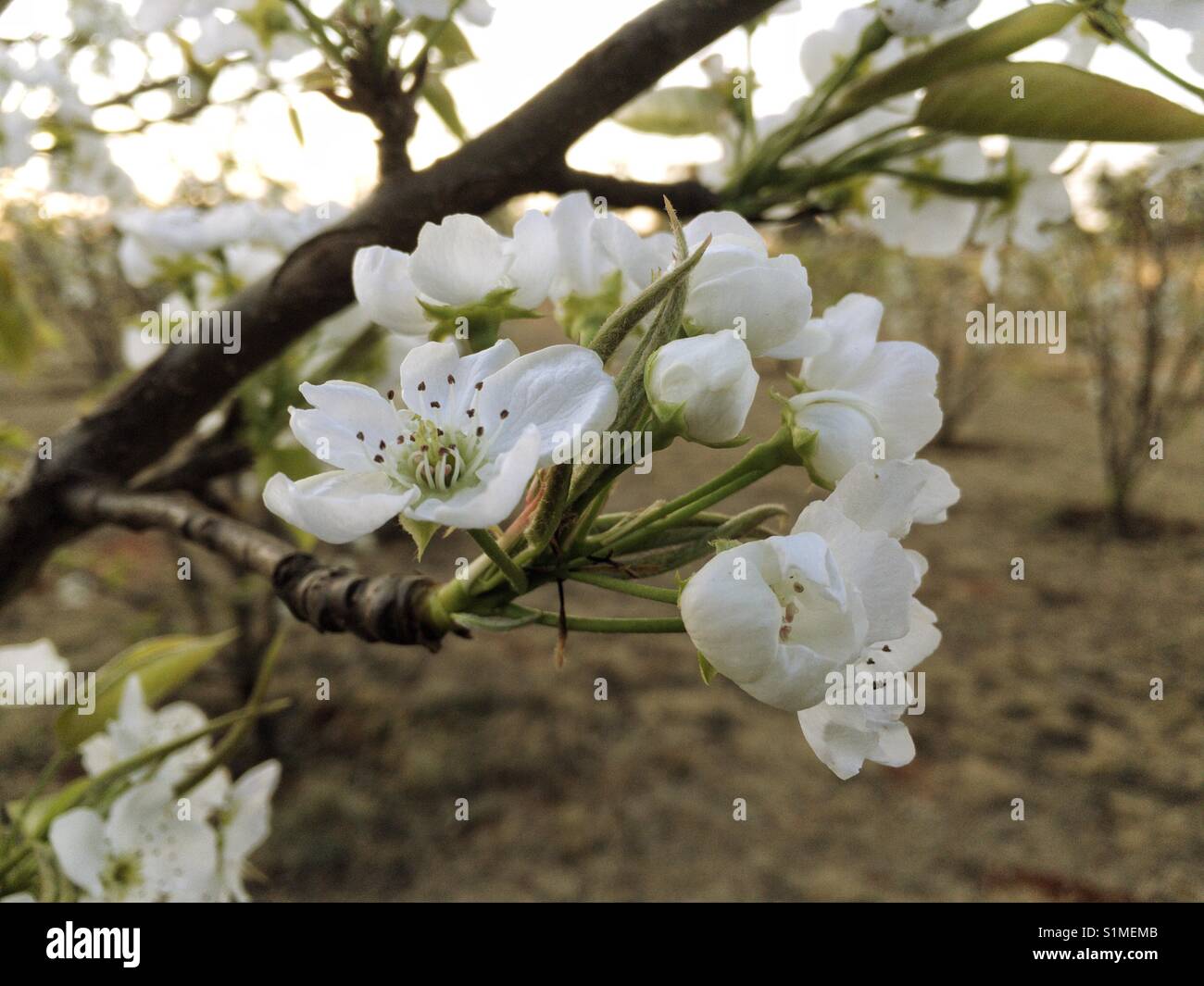 Pear flower hi-res stock photography and images - Alamy