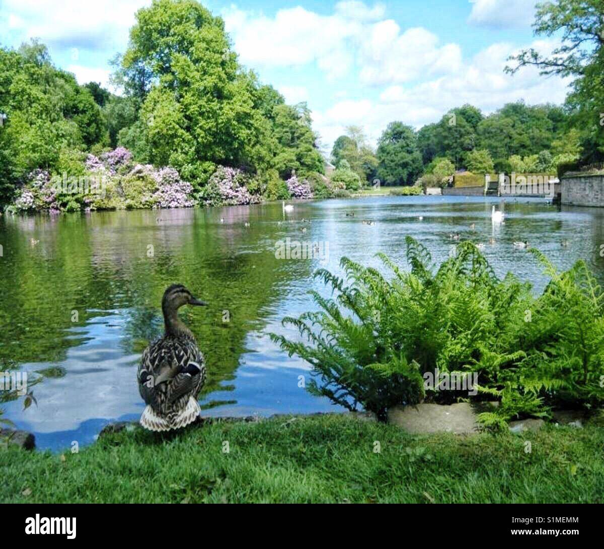 Ducks by a beautiful lake Stock Photo - Alamy