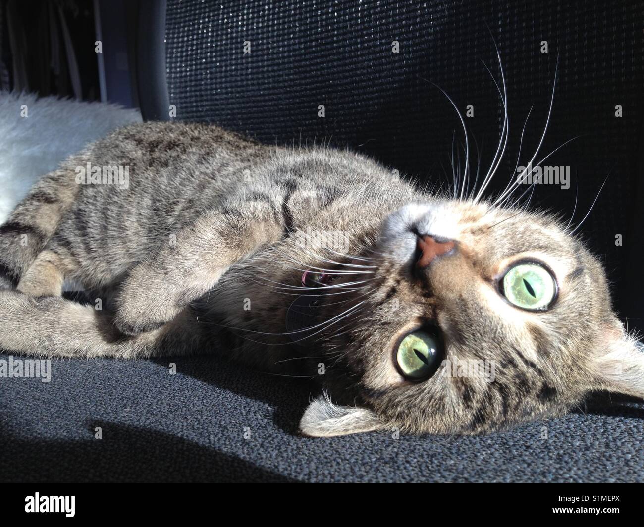 Silly eyes hi-res stock photography and images - Alamy