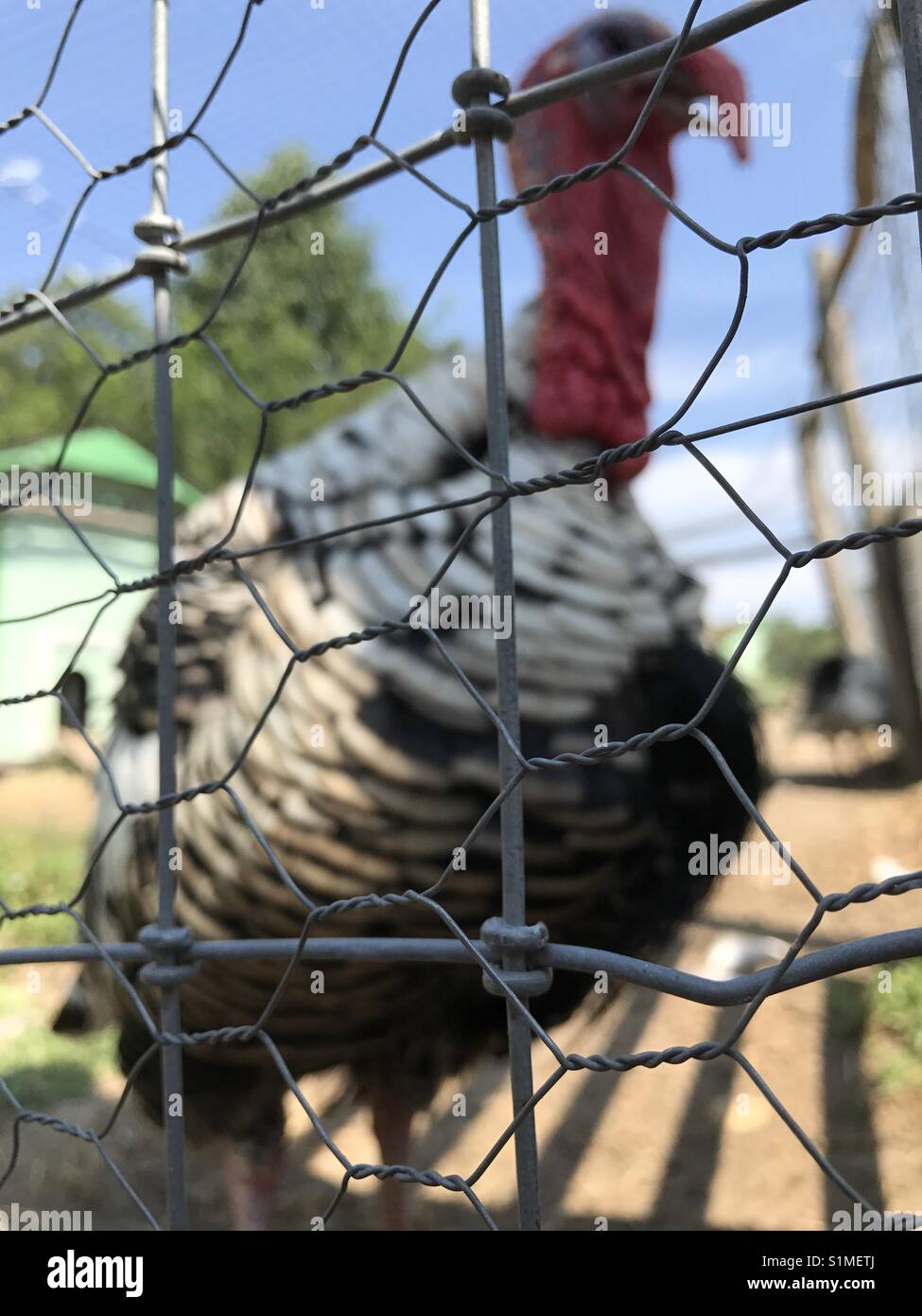 Turkey behind fence Stock Photo - Alamy