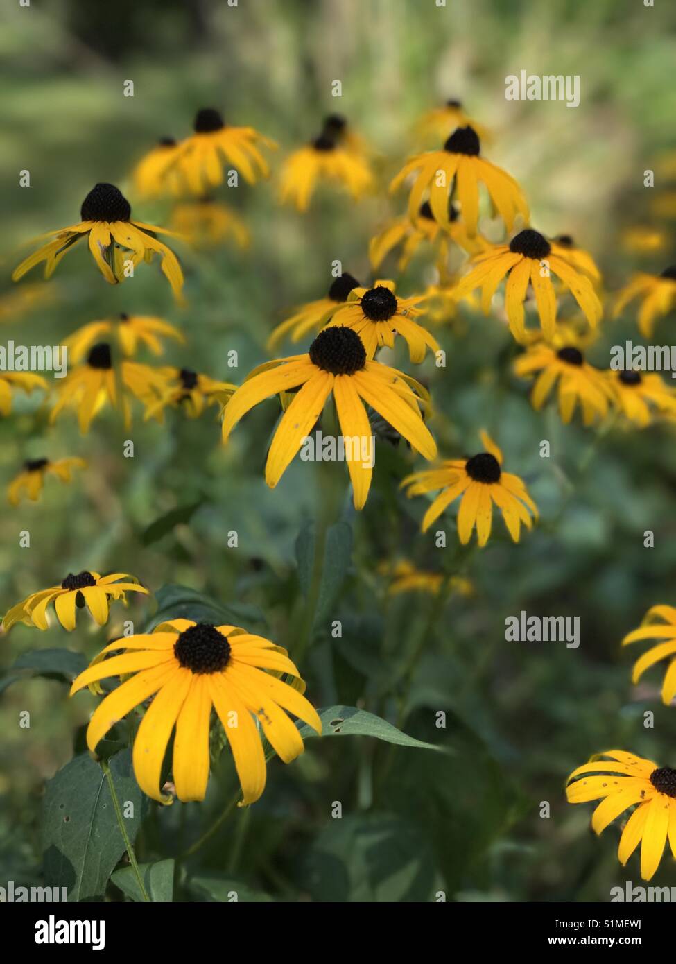 Group of yellow flowers hi-res stock photography and images - Alamy