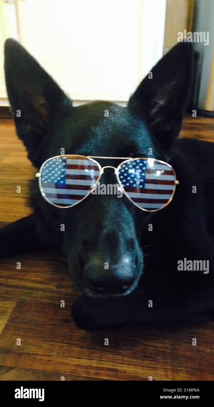USA German shepherd Stock Photo - Alamy