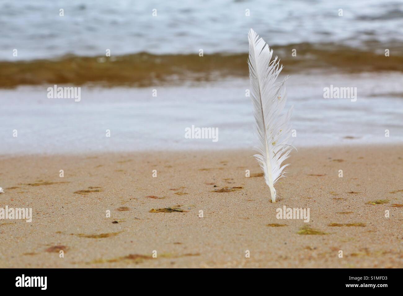 Feather on a beach hi-res stock photography and images - Alamy
