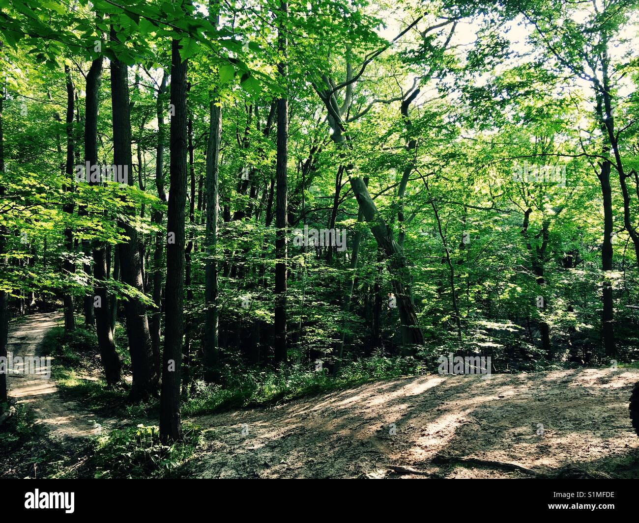 Cannot see the forest for the trees hi-res stock photography and images ...