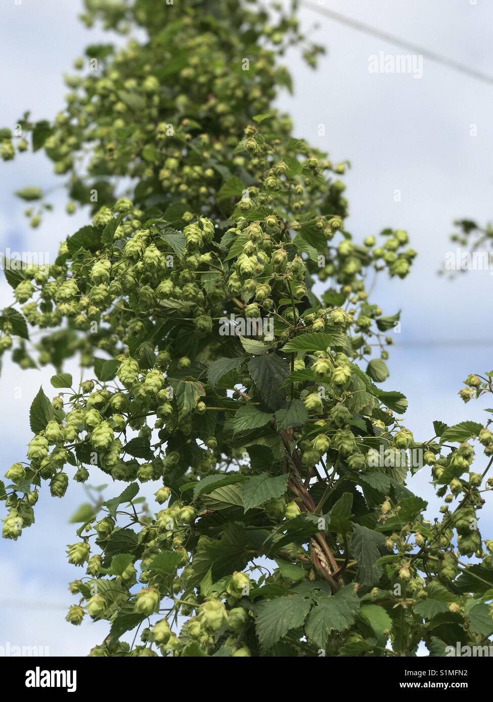 Hops hop garden beer hi-res stock photography and images - Alamy