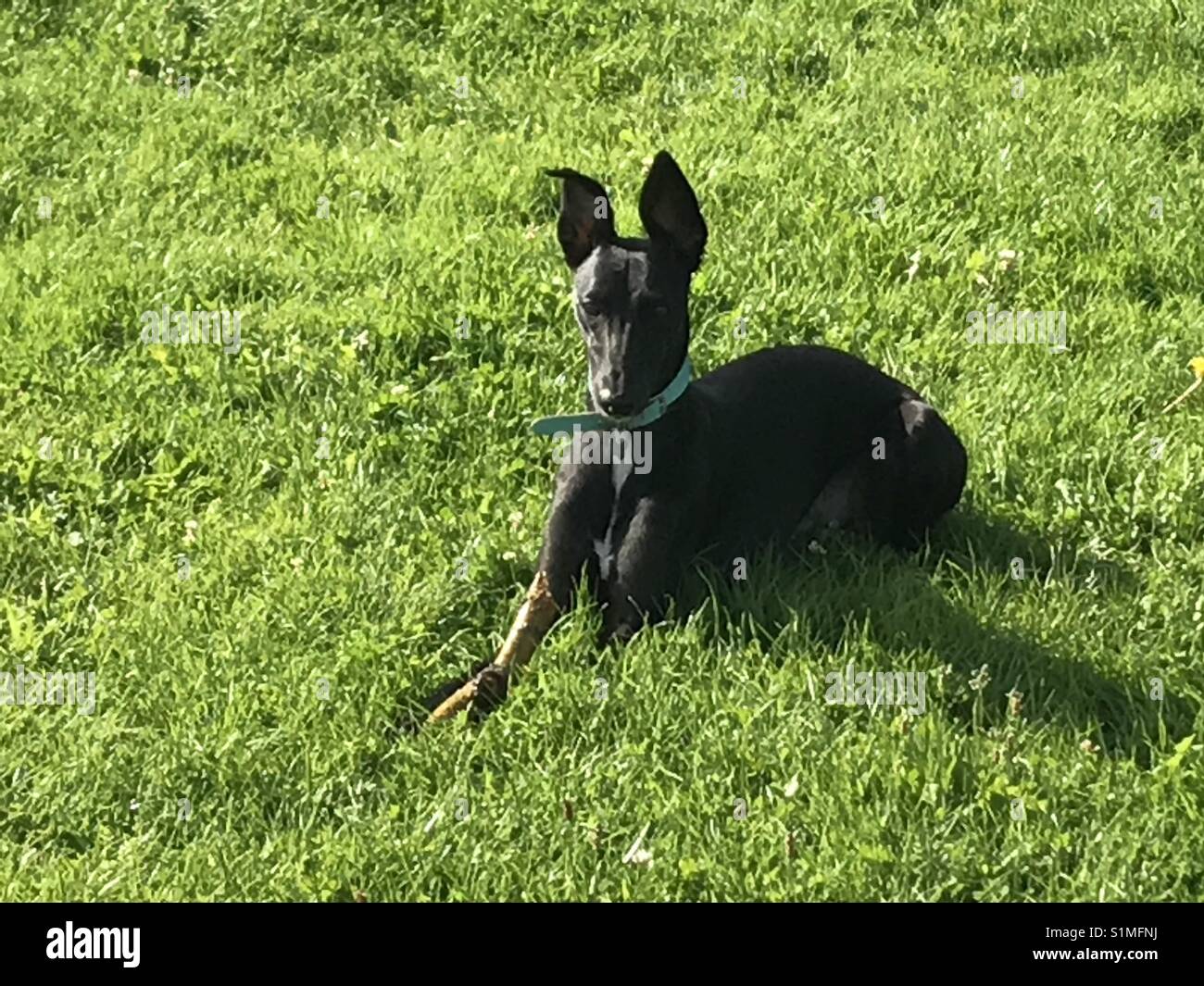 Black whippet hi-res stock photography and images - Alamy