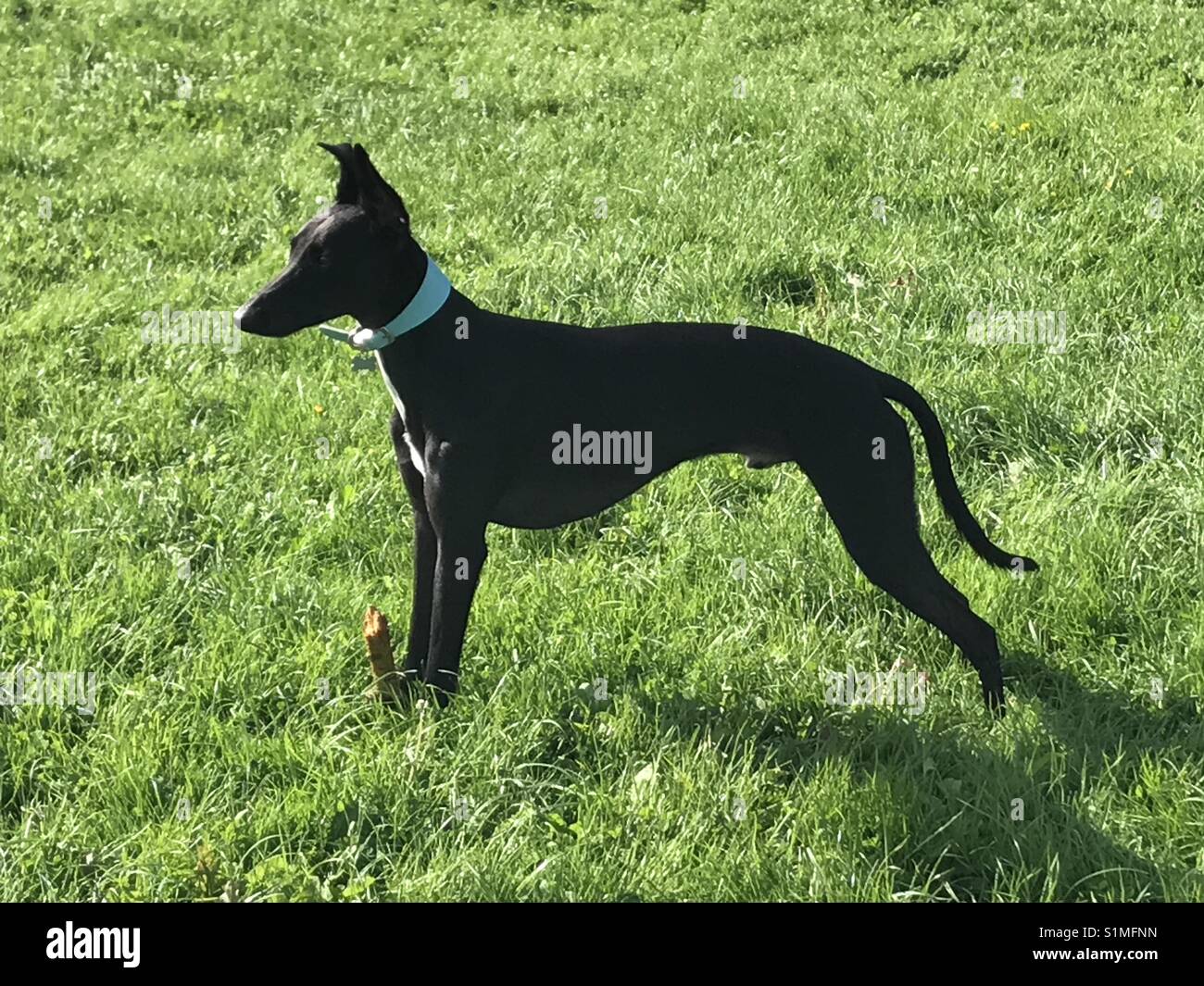 Black Lurcher Stock Photos & Black Lurcher Stock Images - Alamy