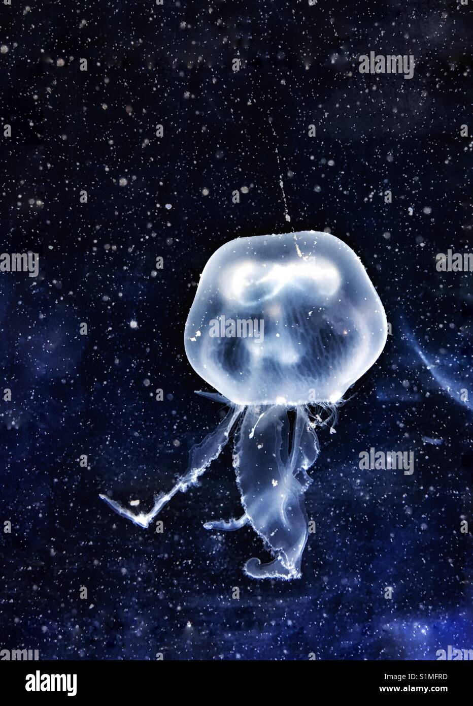 Moon Jellyfish floating in aquarium against a space like speckled blue ...