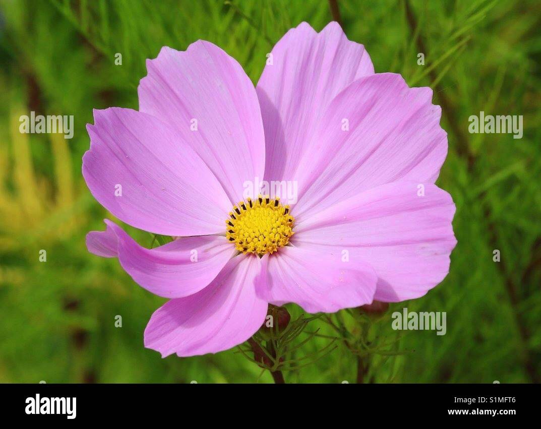 Beautiful Pink Cosmos Stock Photo - Alamy