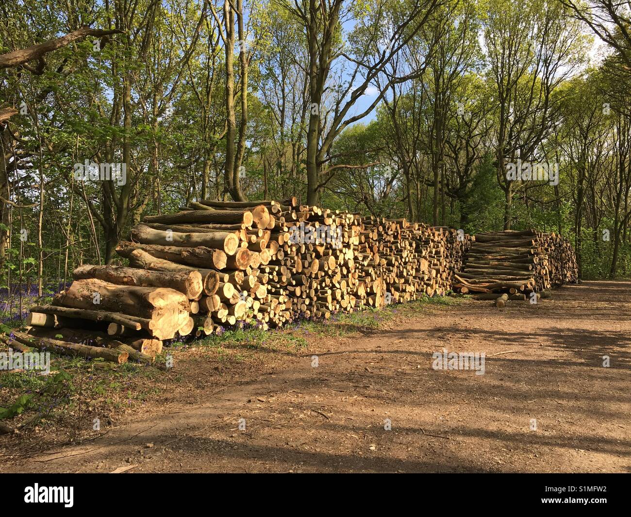 Woodland cutting hi-res stock photography and images - Alamy