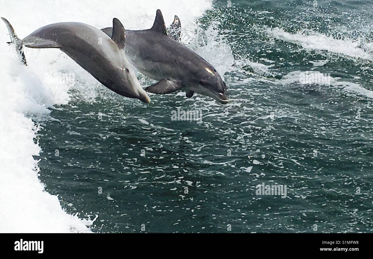 Jumping over the waves hi-res stock photography and images - Alamy