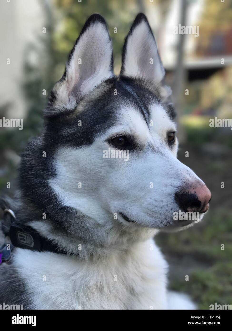 Husky german shepherd hi-res stock photography and images - Alamy