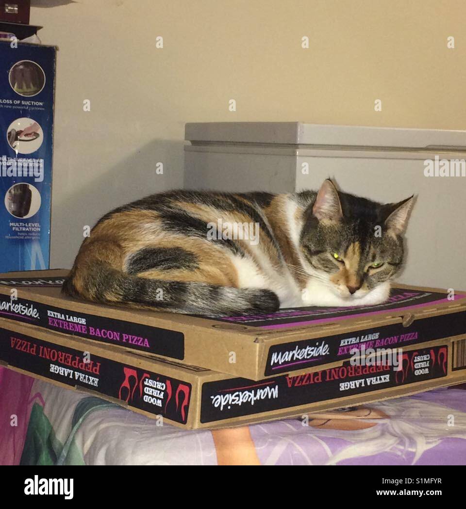 Cat into a box hi-res stock photography and images - Alamy