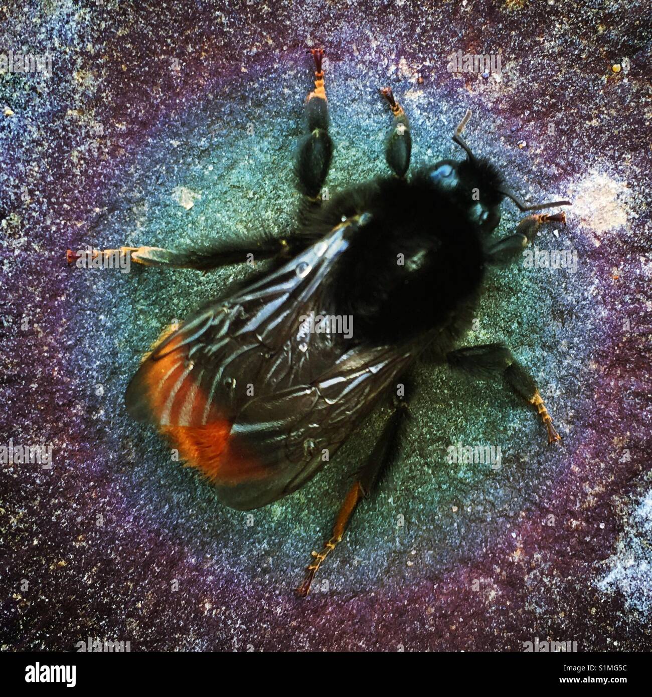 Bumble bee pile hi-res stock photography and images - Alamy