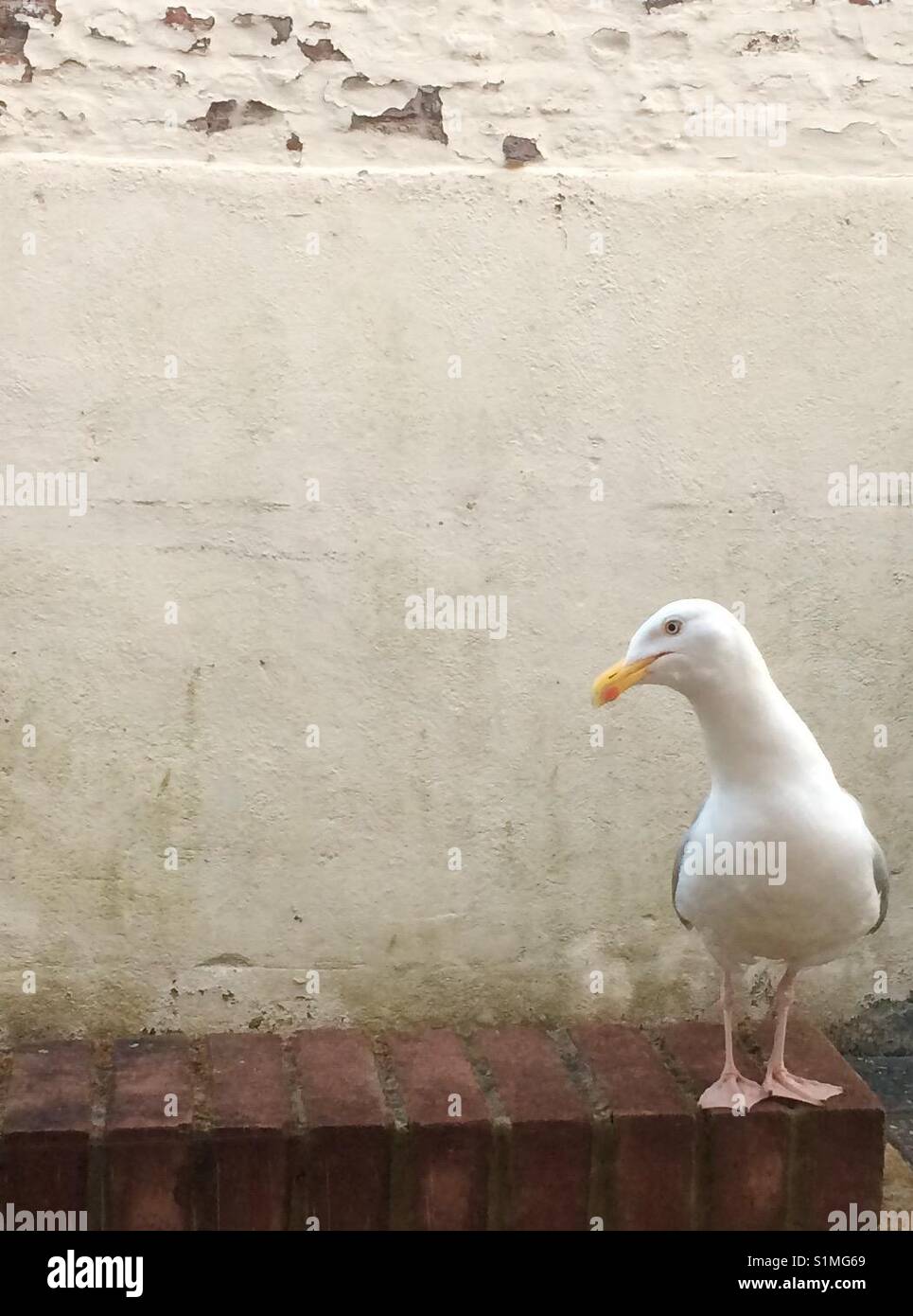 Stood on a wall hi-res stock photography and images - Alamy