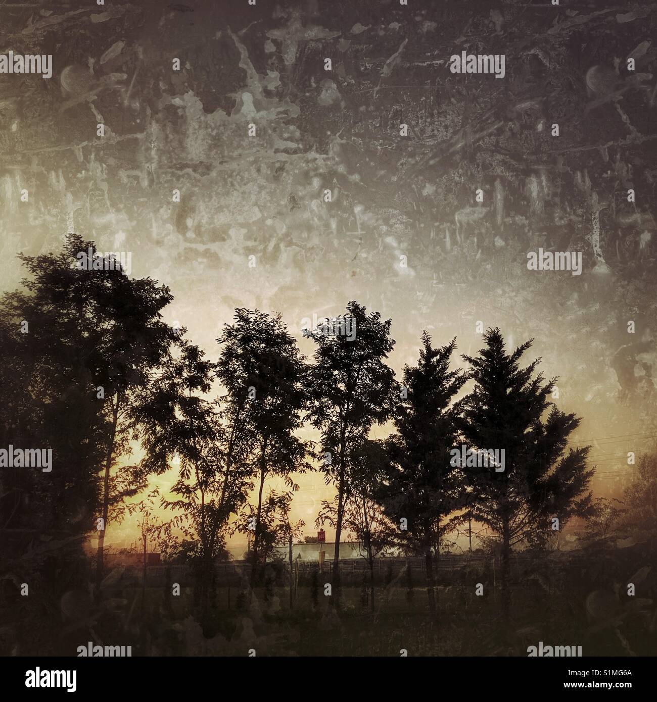 Plain trees hi-res stock photography and images - Alamy