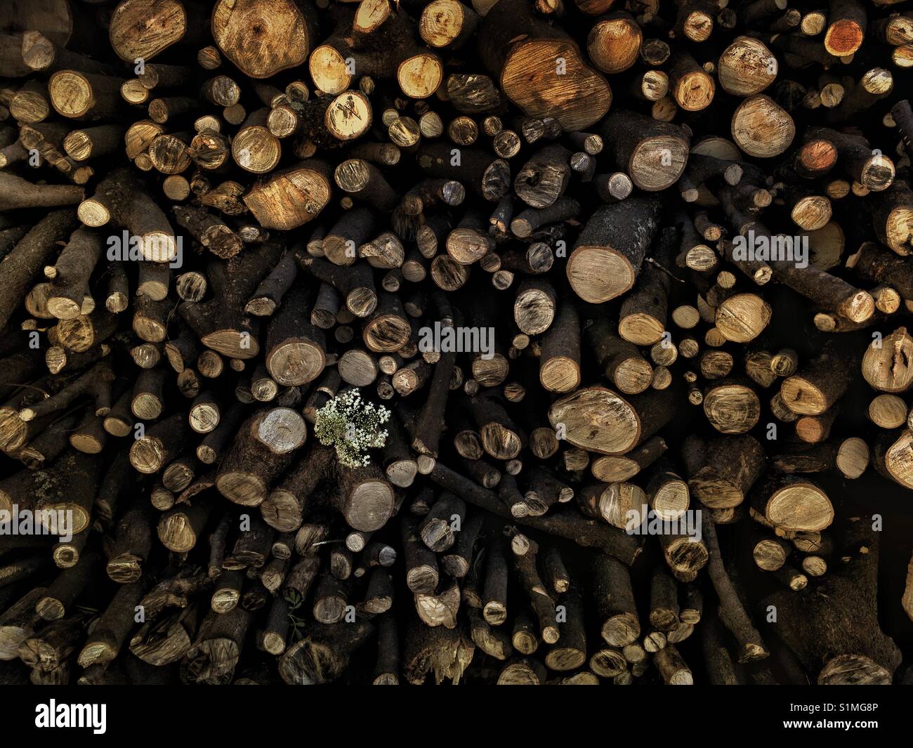 Timber flower hi-res stock photography and images - Alamy