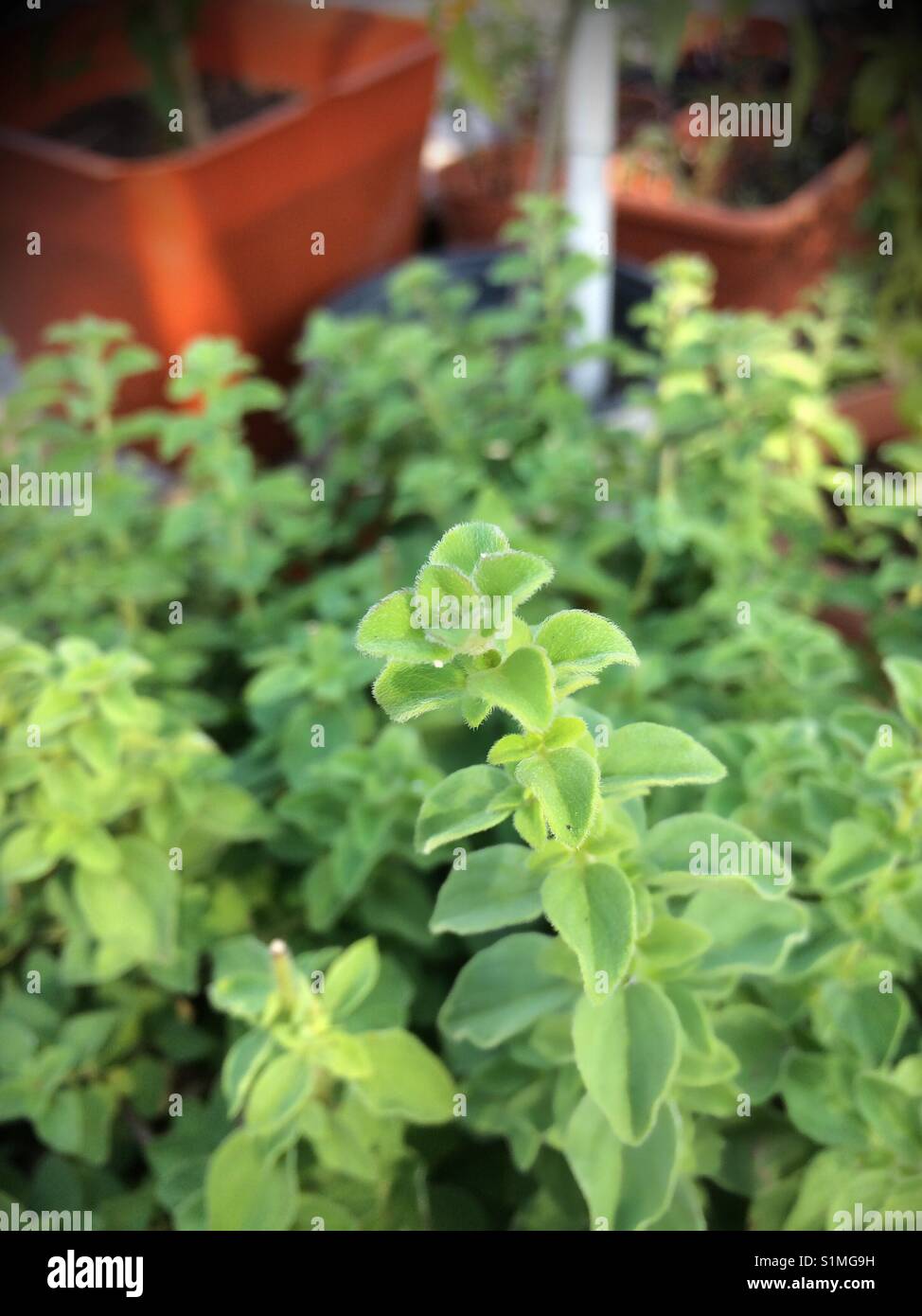 Green oregano hi-res stock photography and images - Alamy