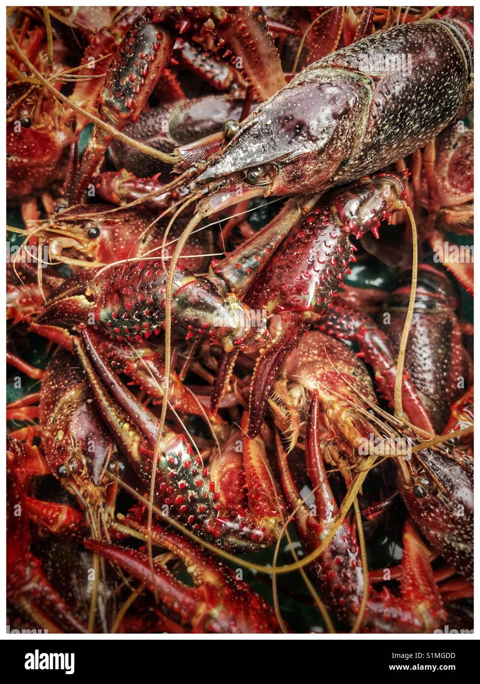 Turkish Crayfish High Resolution Stock Photography and Images - Alamy